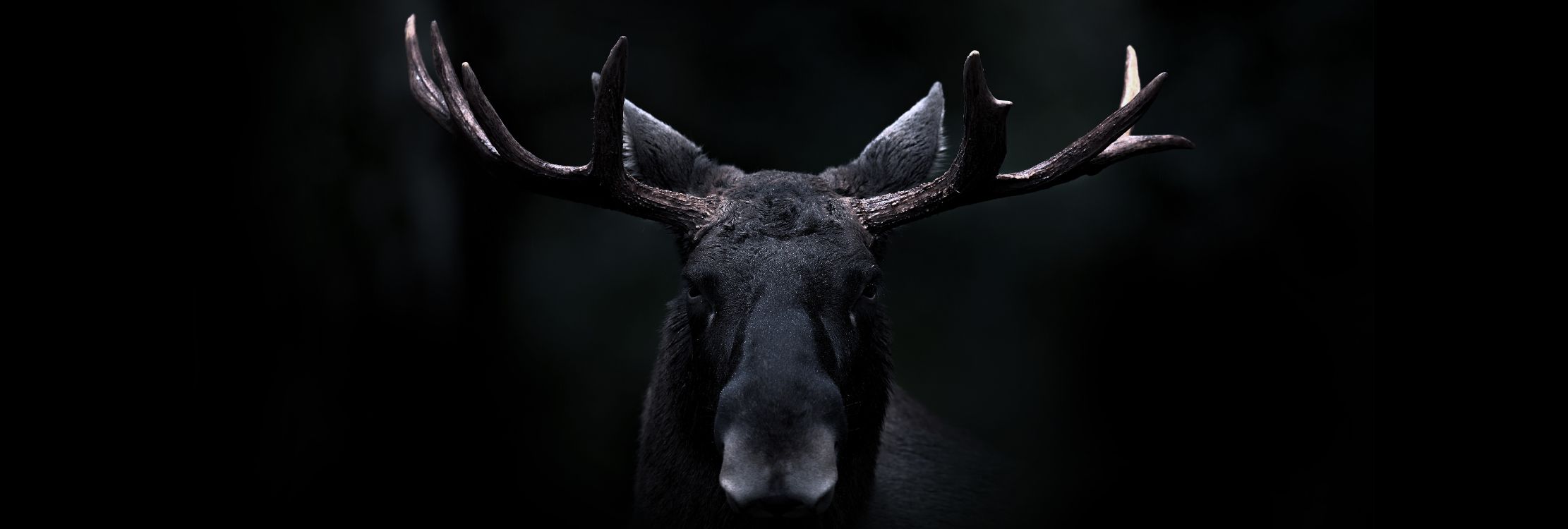 Perfect Moose | smart steamer for milk and more